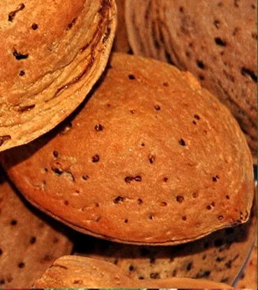 Sadnice Badema Teksas - Rasadnik Profesional