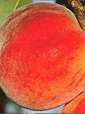 Stare Sorte Sadnice Breskve Vinogradarska - Rasadnik Profesional