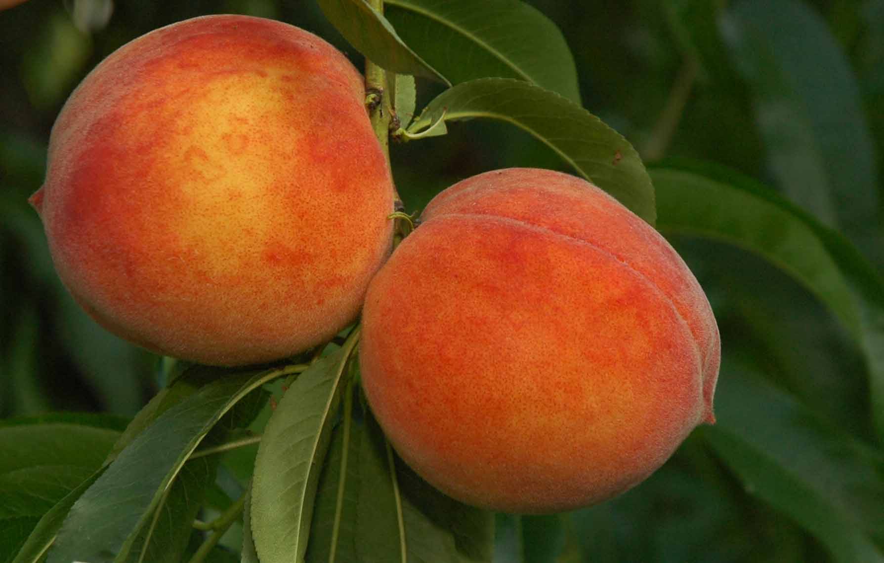 Sadnice Breskve Red Top - Rasadnik Profesional