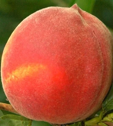 Sadnice Breskve Red Top - Rasadnik Profesional