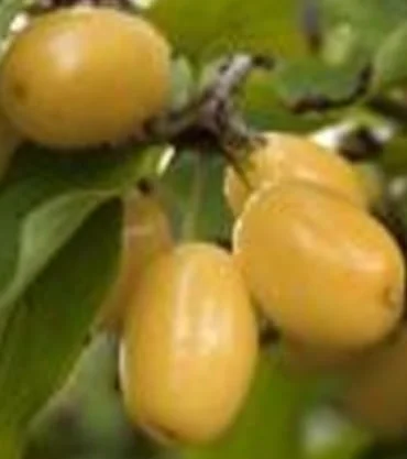 Sadnice Kalemljenog Drena Lutea - Rasadnik Profesional