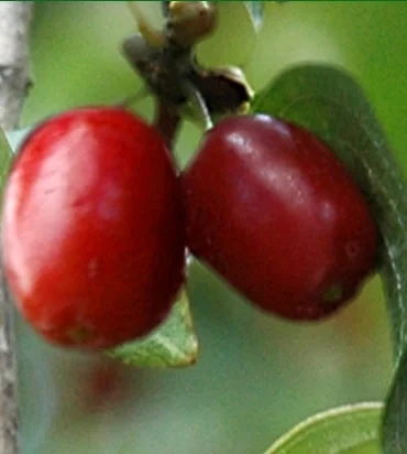 Sadnice Kalemljenog Drena Pančarevo - Rasadnik Profesional