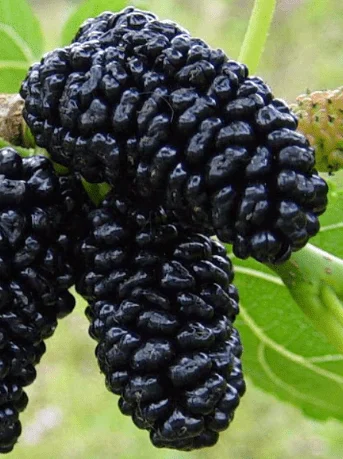 Sadnice Duda - Crni Dud - Rasadnik Profesional