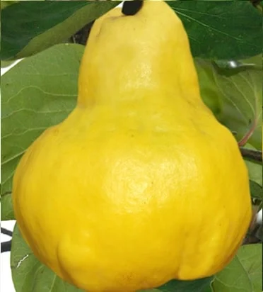 Stara Sorta Sadnice Dunje Vranjska - Rasadnik Profesional