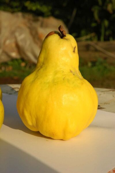 Stara Sorta Sadnice Dunje Vranjska - Rasadnik Profesional