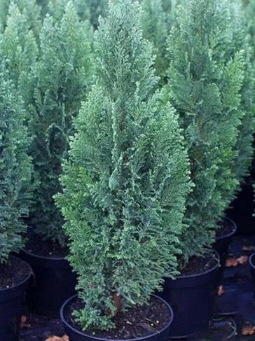 Sadnice Elvudi Tuja - Rasadnik Profesional