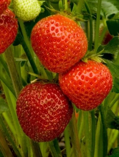 Sadnice Jagoda Stalnorađajuća - Rasadnik Profesional