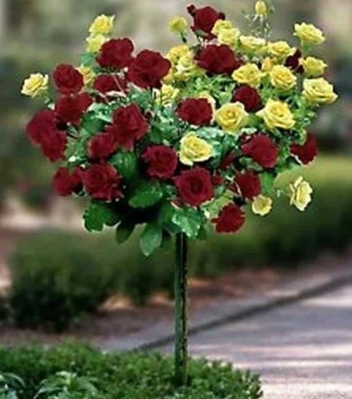 Sadnice Loptaste Ruže Stablašice Dvobojna Žuta Crvena - Rasadnik ...