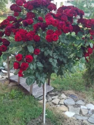 Prelepe i elegantne ruže stablašice. Vodič za gajenje. - Rasadnik ...