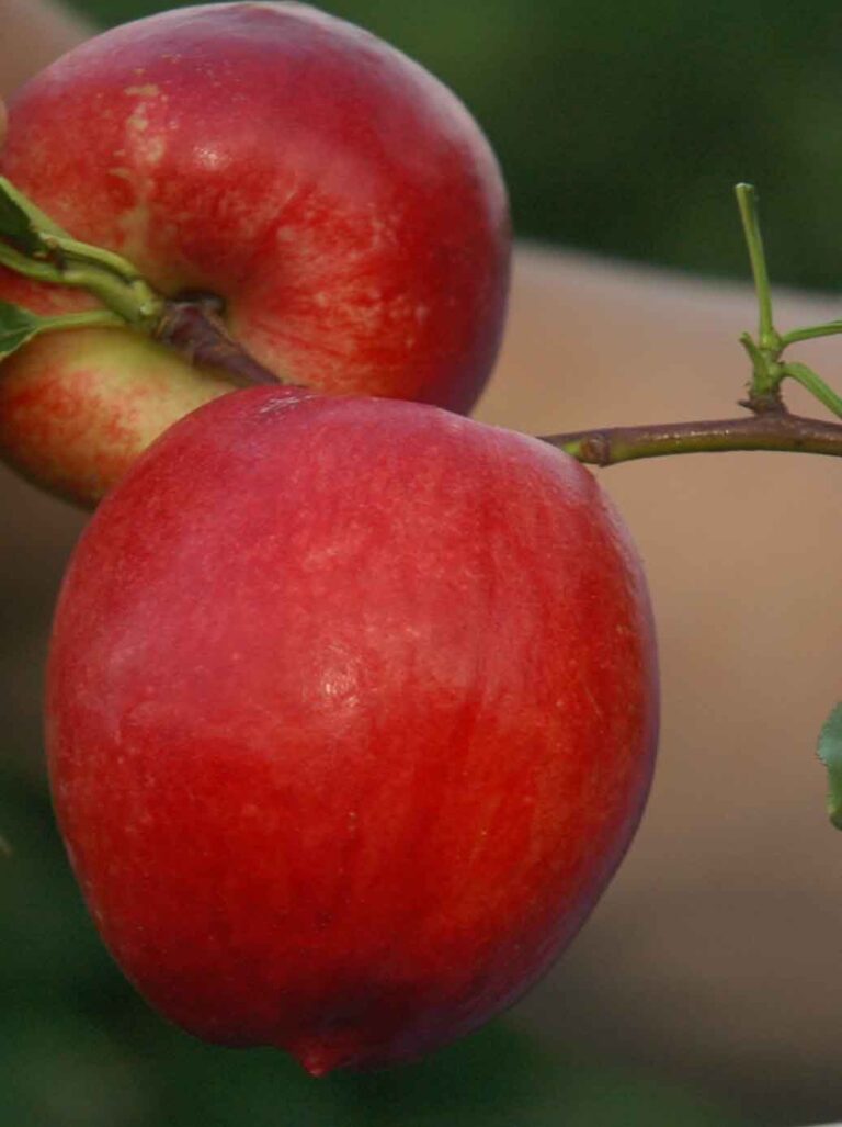 Sadnice Nektarine Kaldezi - Rasadnik Profesional