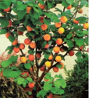 Sadnice Patuljaste - Mini Kajsije - Rasadnik Profesional