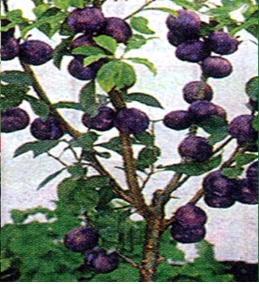 Sadnice Patuljaste - Mini Šljive - Rasadnik Profesional