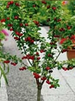 Sadnice Patuljaste - Mini Šljive - Rasadnik Profesional