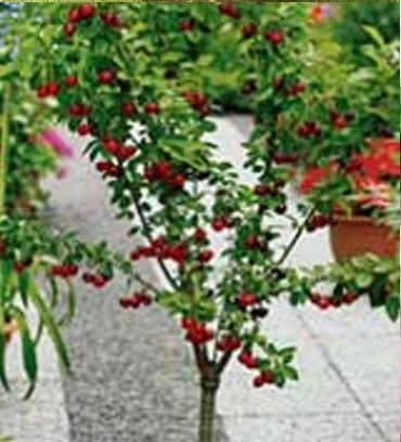 Sadnice Patuljaste - Mini Trešnje - Rasadnik Profesional