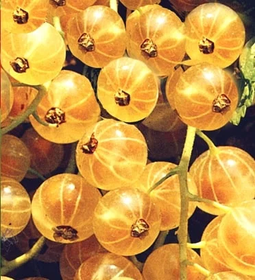 Sadnice Zlatne Ribizle - Rasadnik Profesional