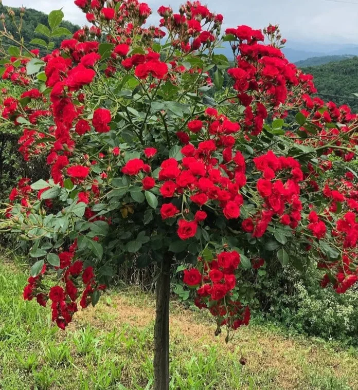 Sadnice Ruže Stablašice Padajuće Crvena - Rasadnik Profesional