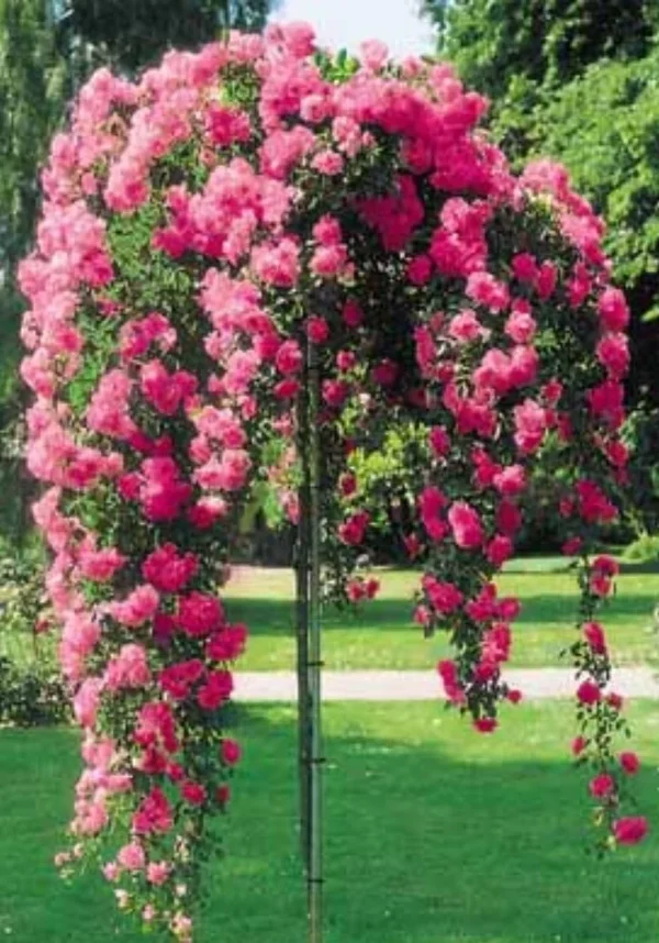 Sadnice Ruže Stablašice Padajuće Roza - Rasadnik Profesional