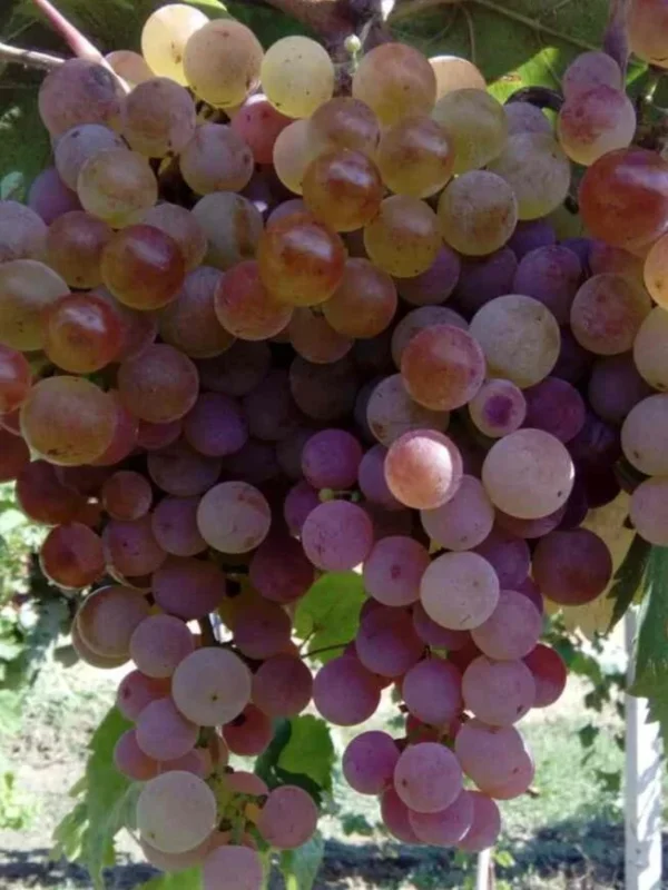 Sadnice Vinove Loze Bagrina - Rasadnik Profesional