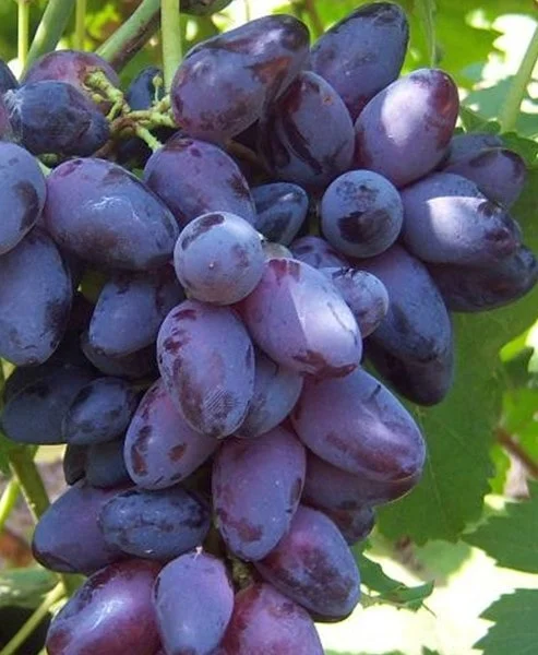 Sadnice Vinove Loze Rozaklija - Rasadnik Profesional