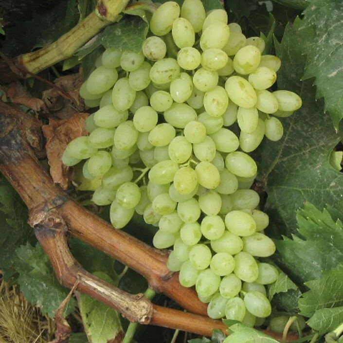 Sadnice Vinove Loze Sultanina (Besemena) - Rasadnik Profesional