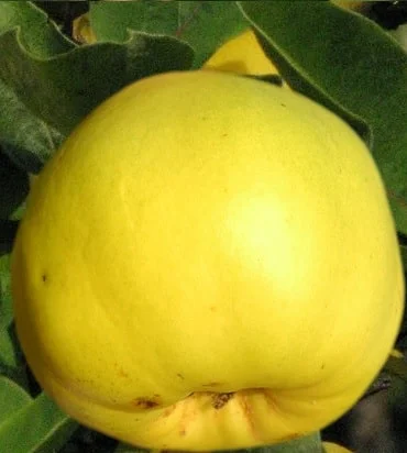 Stare Sorte Sadnice Dunje Moravka - Rasadnik Profesional