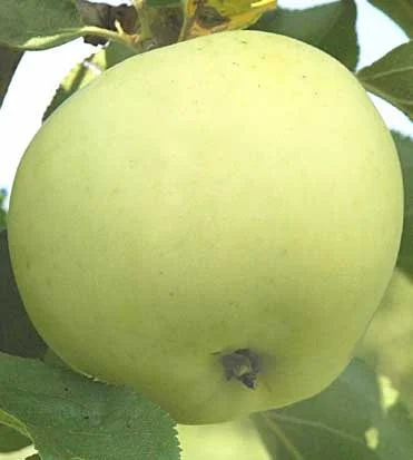 Stare Sorte Sadnica Jabuke Belojabuka - Rasadnik Profesional