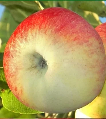 Stare Sorte Sadnica Jabuke Petrovača - Rasadnik Profesional