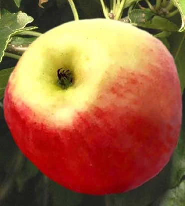 Stare Sorte Sadnica Jabuke Šerbetlija - Rasadnik Profesional