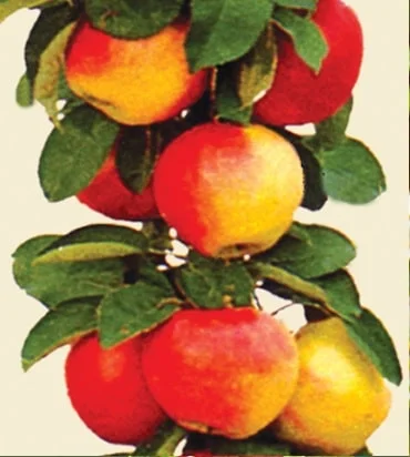 Stubaste Sadnice Voća Jabuka Crveno Žuta Vesna - Rasadnik Profesional